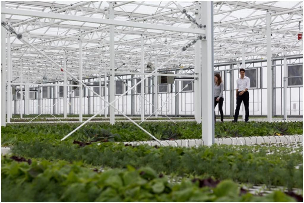 Lufa Farms 3rd Greenhouse | FDA Construction inc.